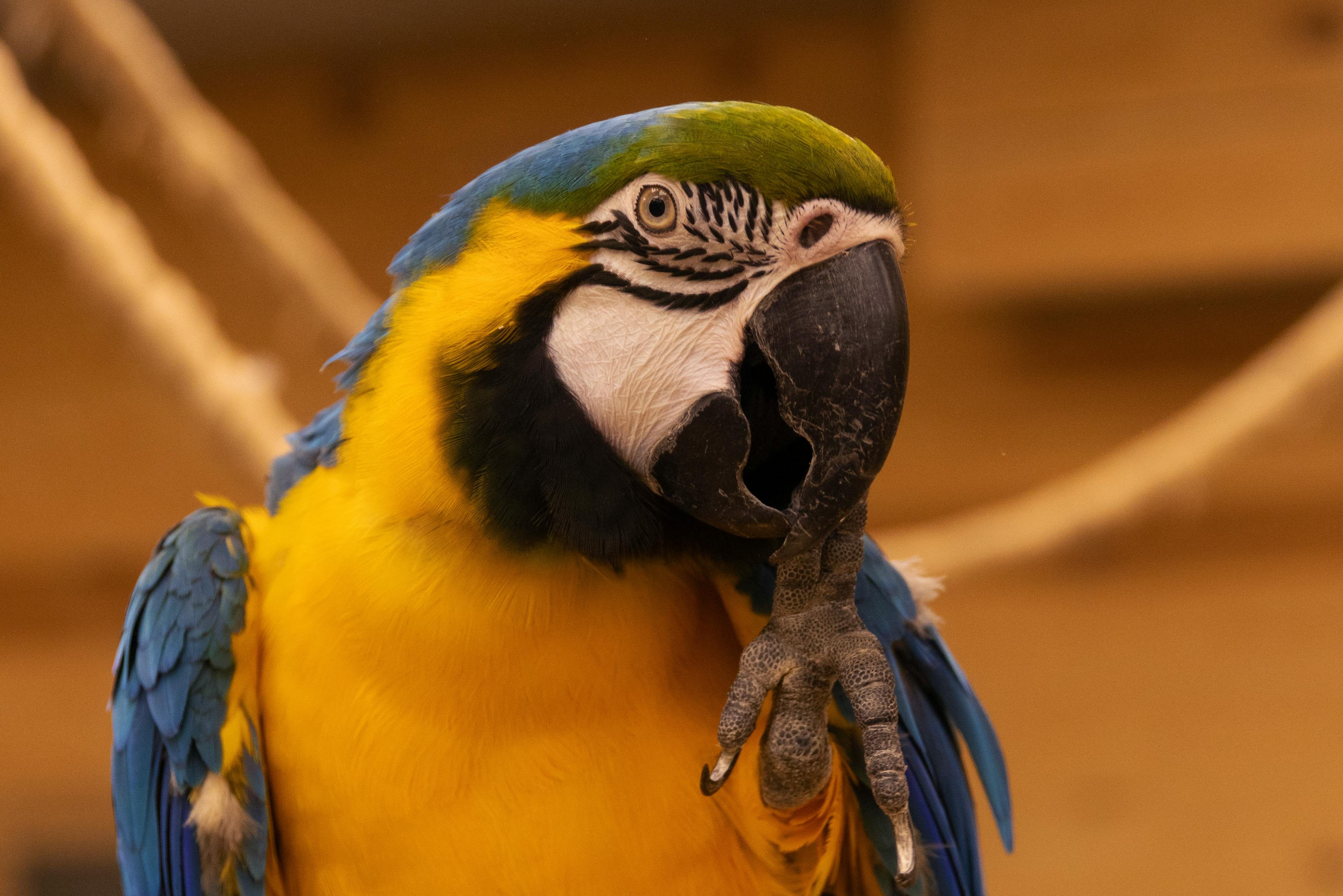 87 Parrot Names Inspired by Famous Pirates - Pawfect Journey