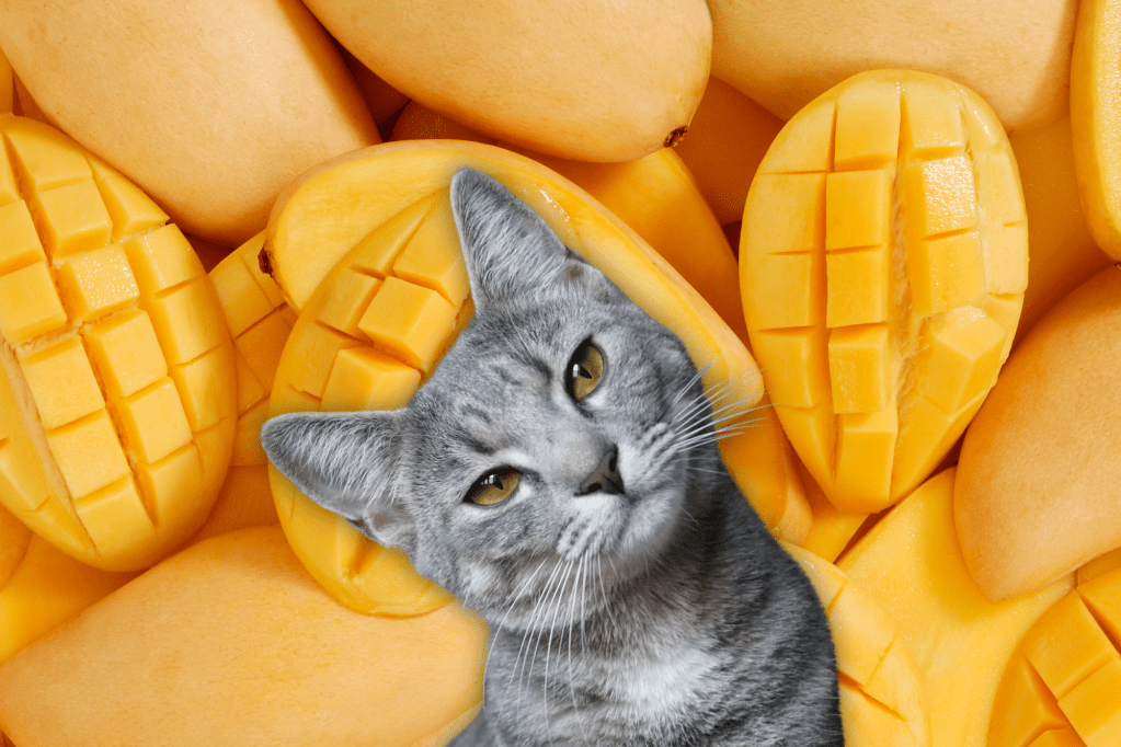 Can Cats Eat Mango? Safety, Benefits, and Serving Tips - Pawfect Journey