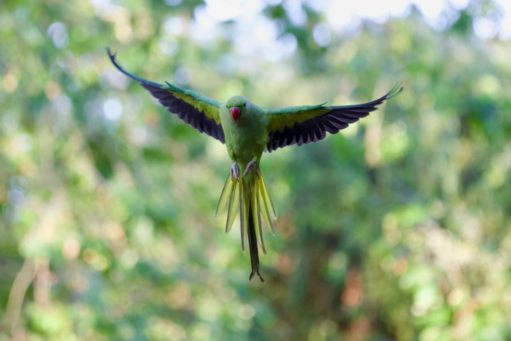 53 Parakeet Names with a Tropical Vibe - Pawfect Journey