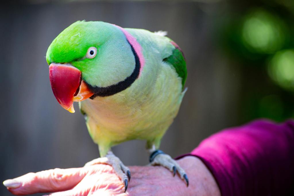 99 Bird Name Ideas for Your Chirpy Companion - Pawfect Journey