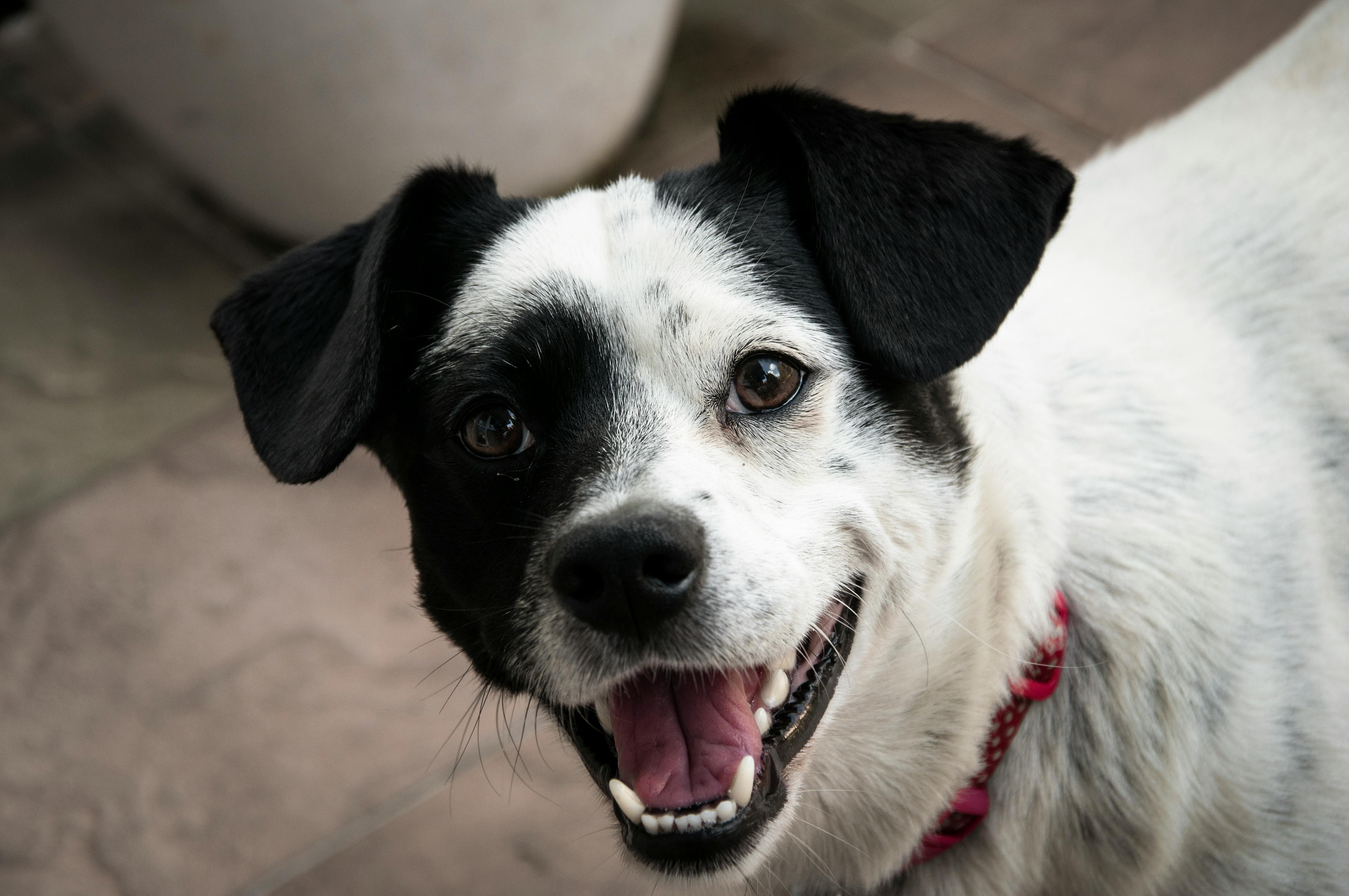 63 Dog Names That Start with P - Pawfect Journey