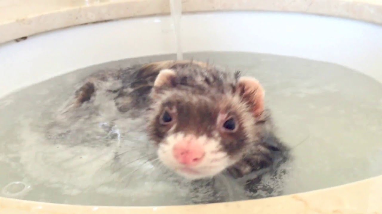 How to Bathe a Ferret Safely: Ferret Grooming Guide - Pawfect Journey