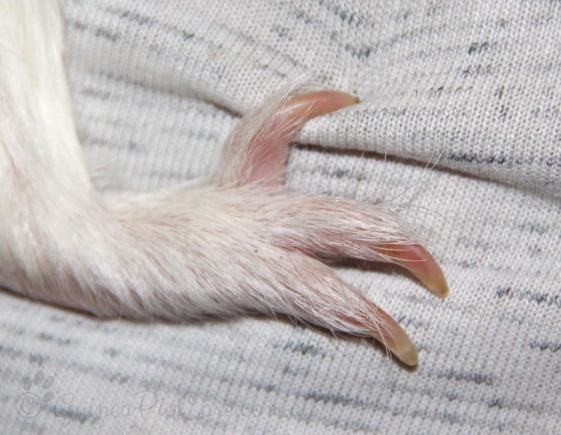 How to Trim a Guinea Pig’s Nails: Safe and Easy Nail Care Tips ...