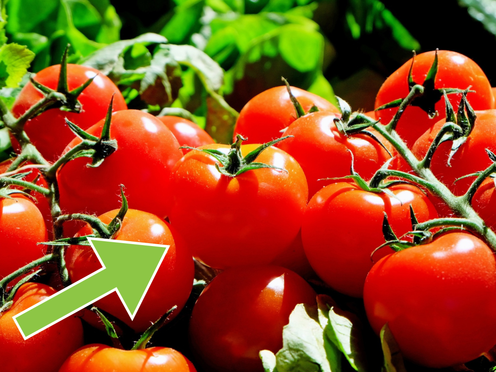 Can Dogs Eat Tomatoes? Must Know Information - Pawfect Journey