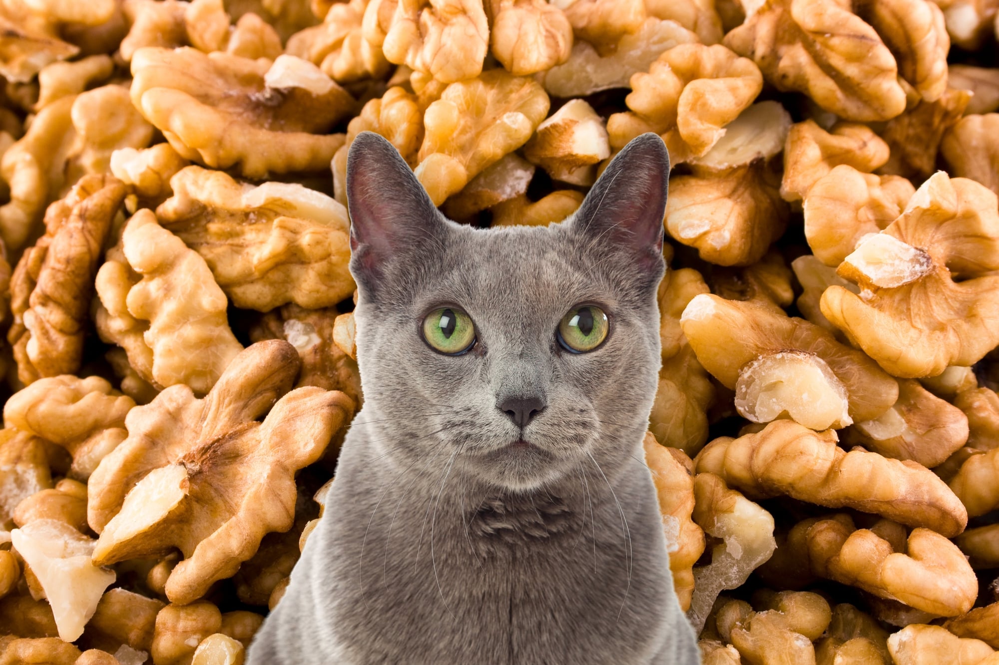 Can Cats Eat Walnuts? What Every Cat Owner Should Know - Pawfect Journey